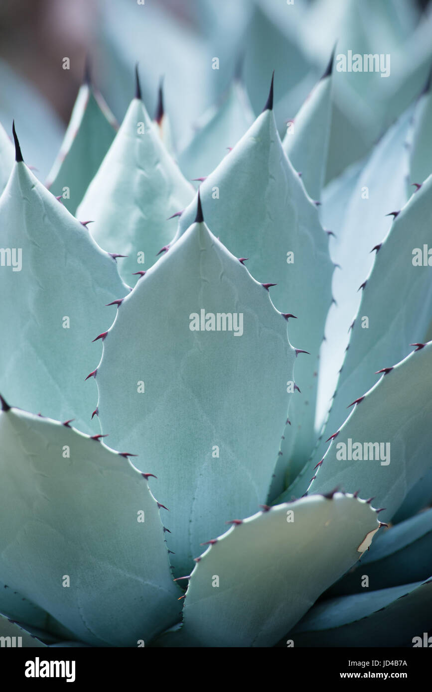 Mescal agave hi-res stock photography and images - Alamy
