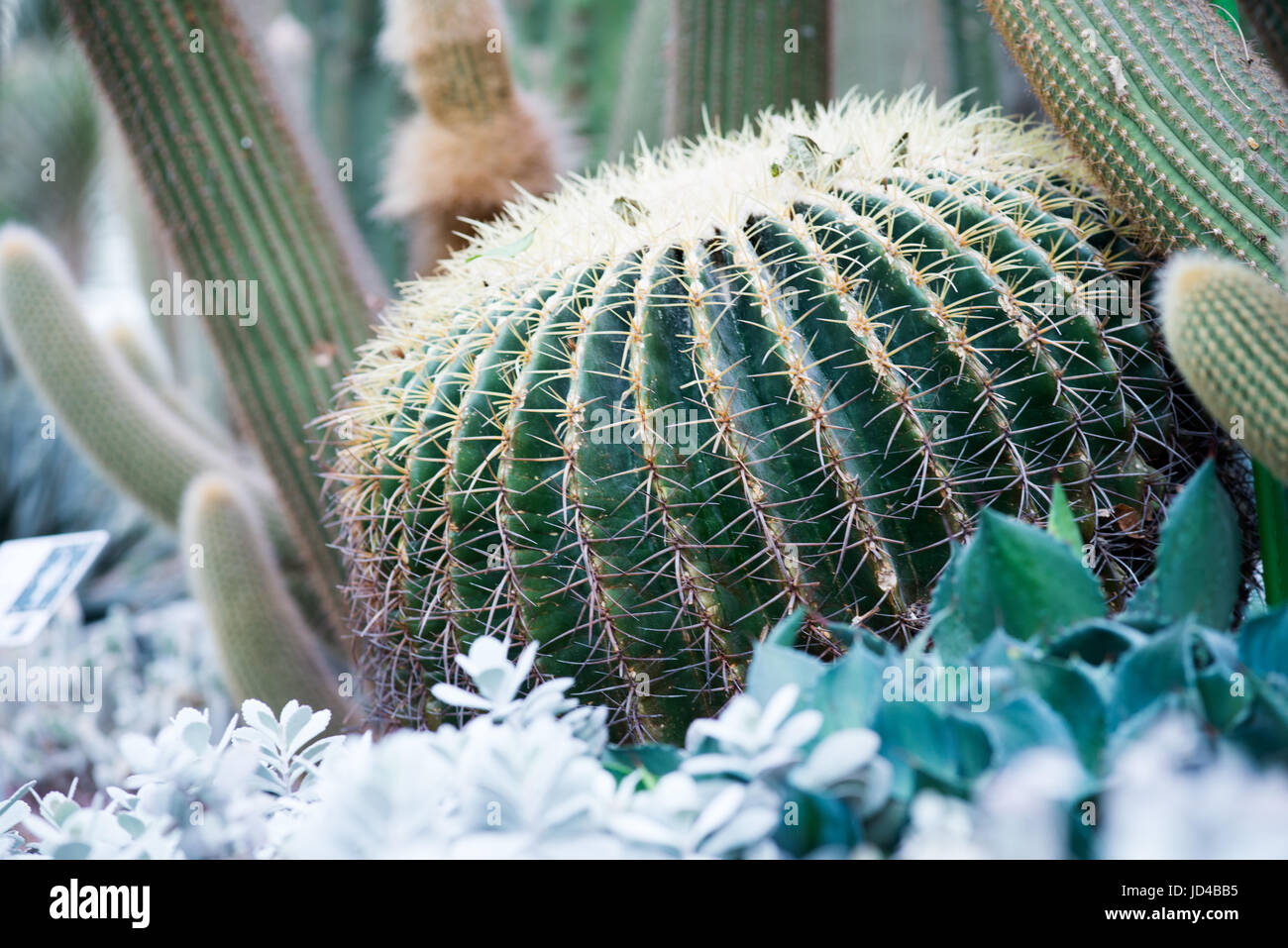 Close up of globe-shaped barrel cactus Stock Photo - Alamy