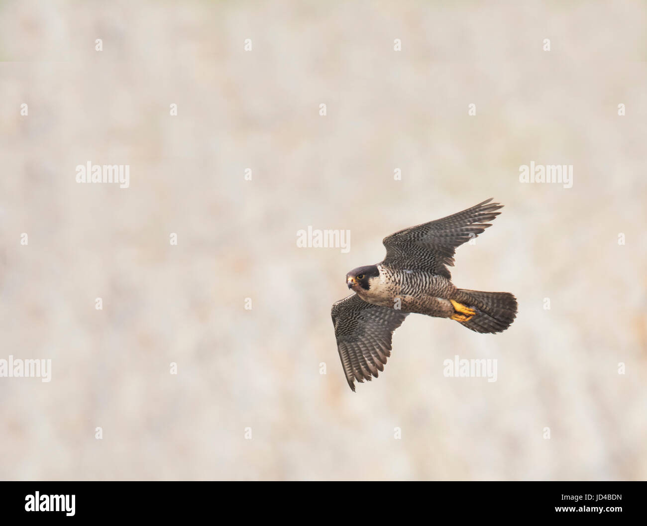 Peregrine falcon prey hunting hi-res stock photography and images - Alamy