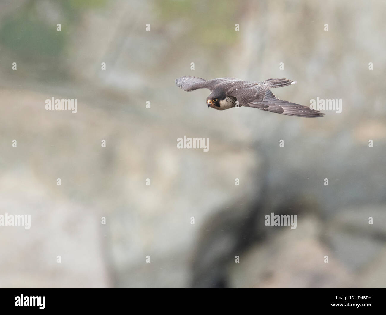 Peregrine falcon flying uk hi-res stock photography and images - Alamy