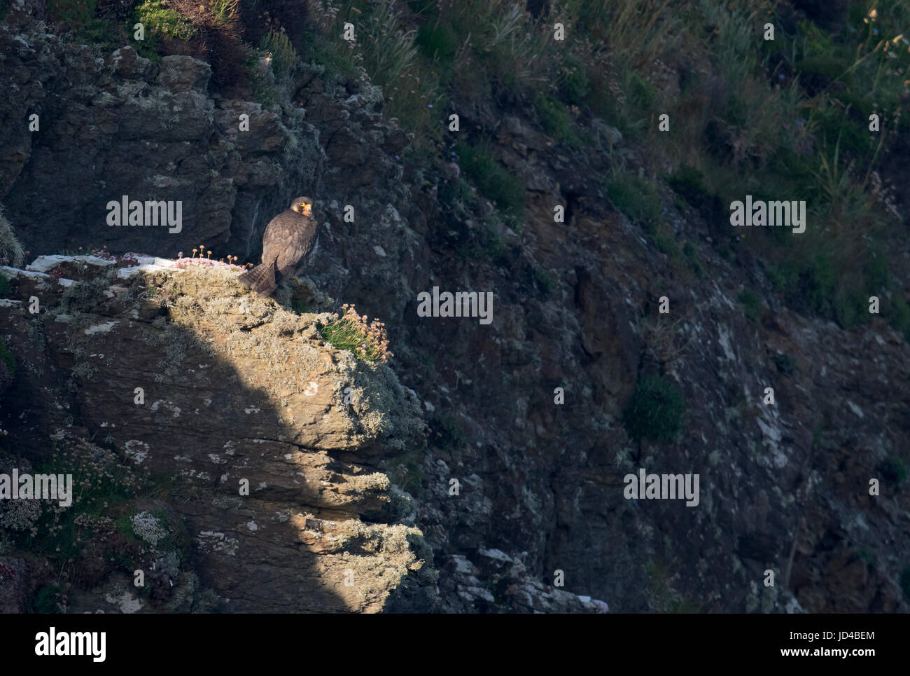 Wild Peregrine falcon (Falco peregrinus) warms up on it's cliff top ...