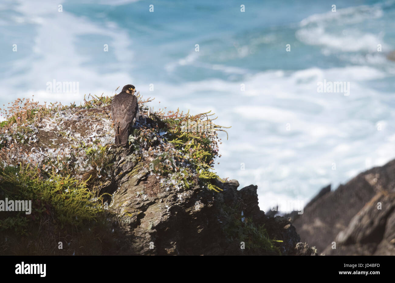 Wild Peregrine falcon (Falco peregrinus) peched on cliff ledge looking ...
