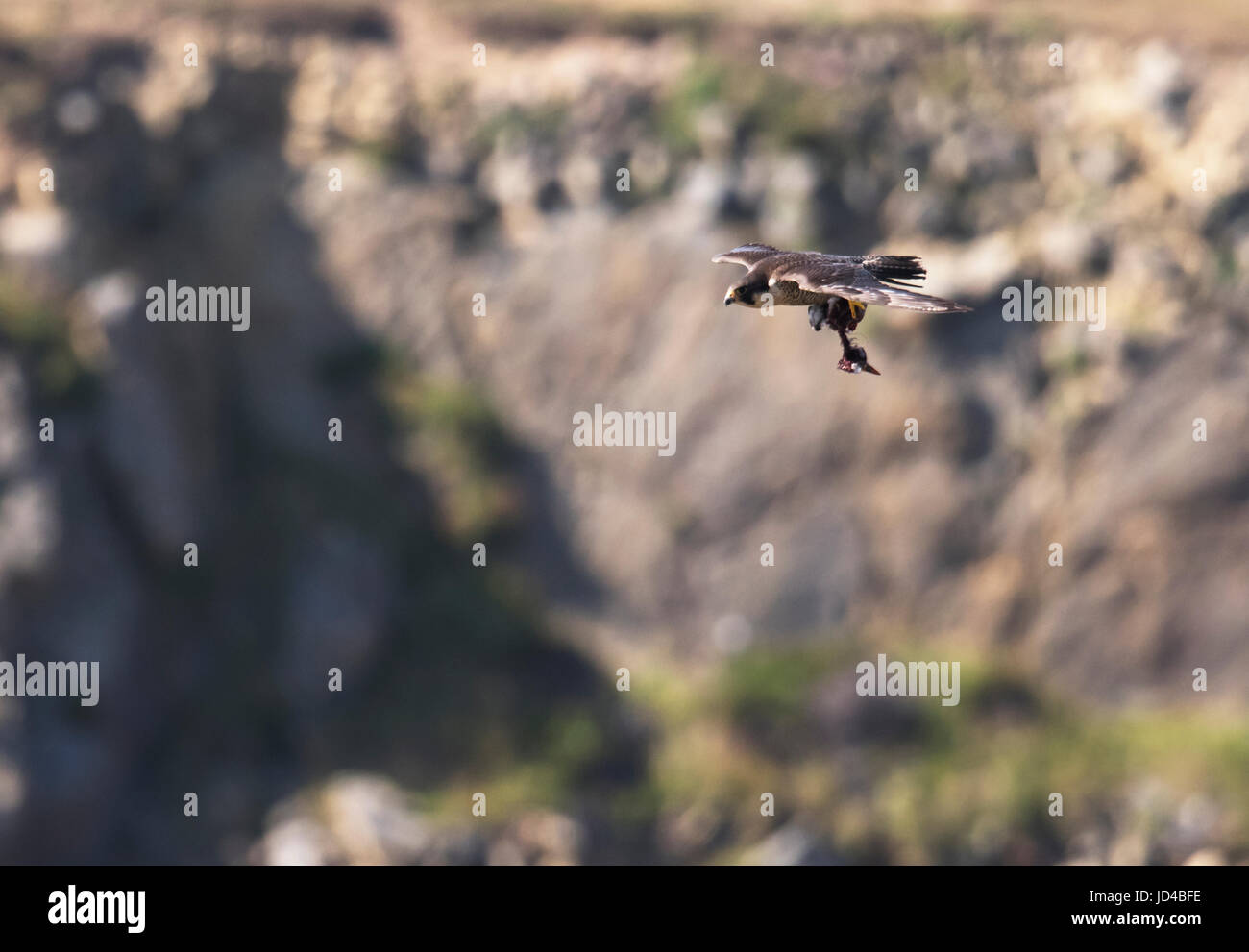 Peregrine falcon prey hunting hi-res stock photography and images - Alamy