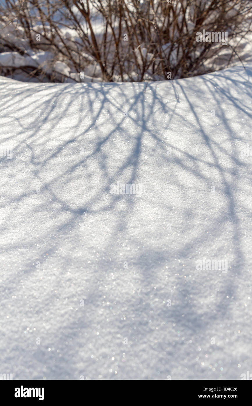 Shadow on the snow on the bushes Stock Photo - Alamy