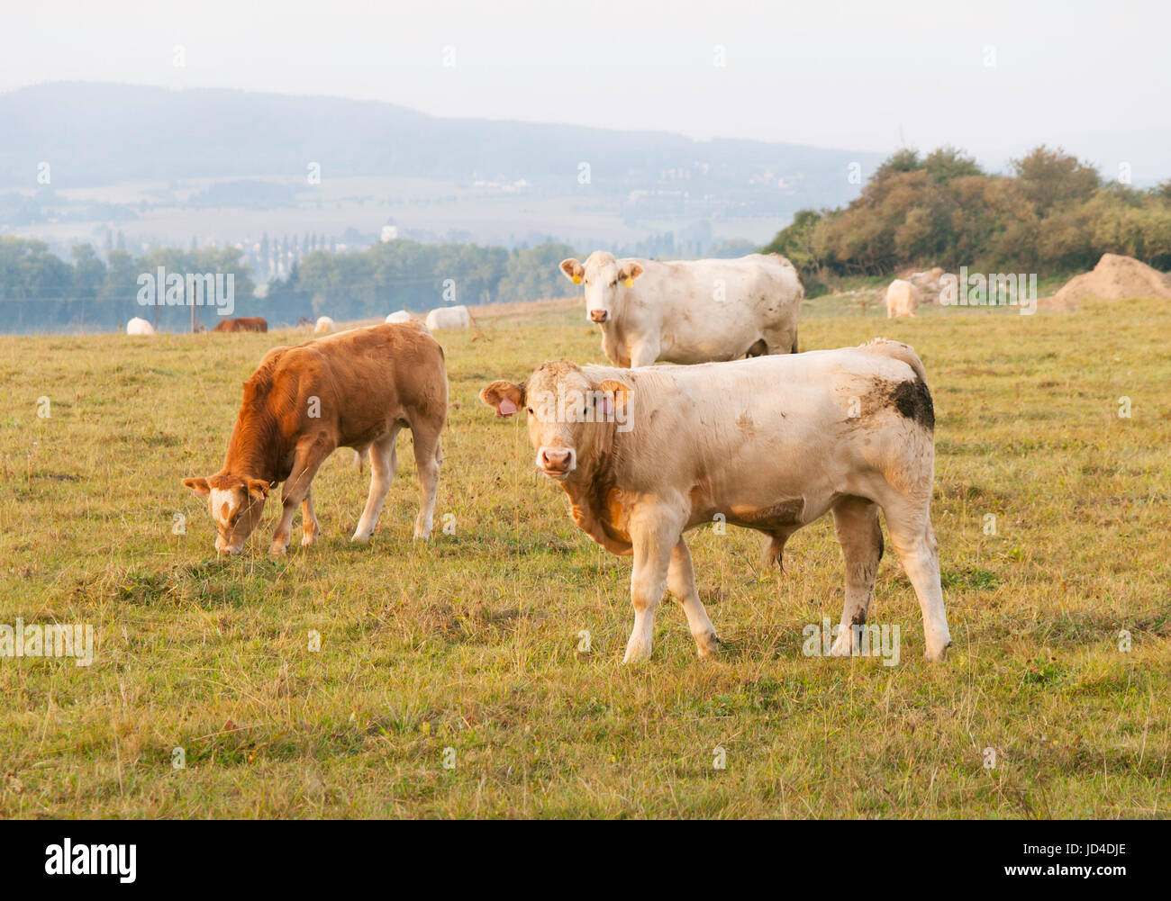 Young bulls breed for meat on pasture Stock Photo - Alamy