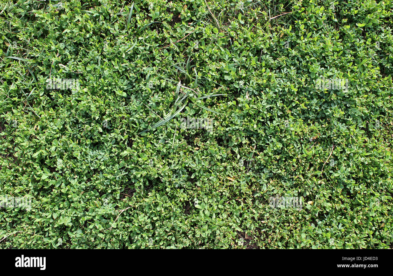 Aerial view of green lawn. Nature texture Stock Photo - Alamy