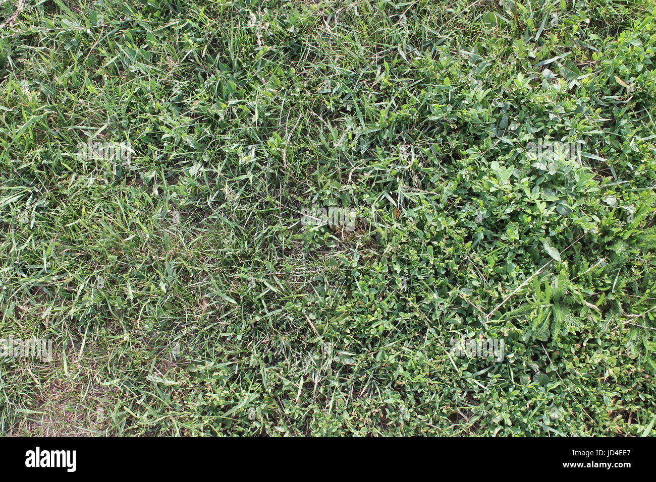Aerial view of green lawn. Nature texture Stock Photo - Alamy