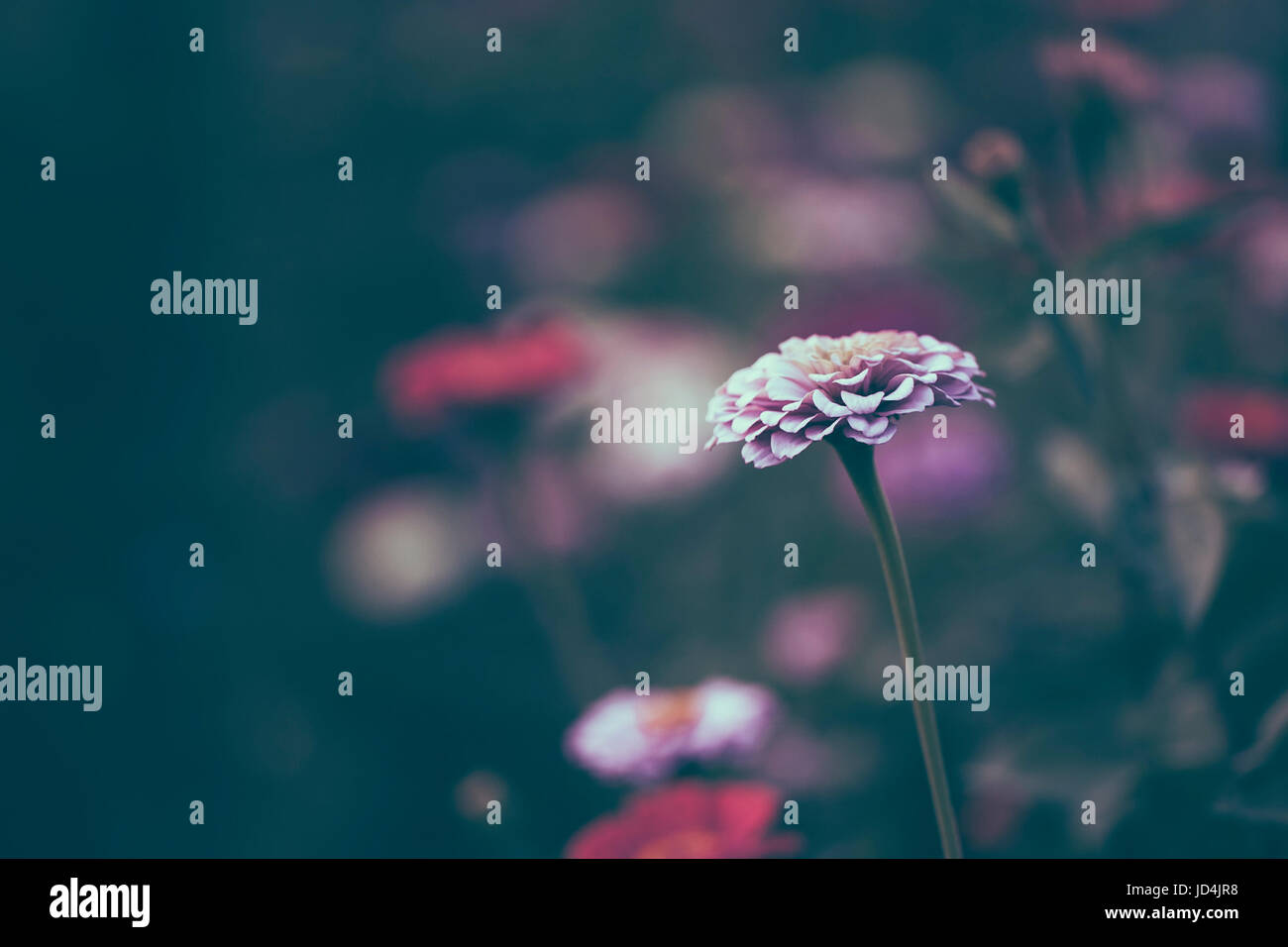 Creative artistic wildflower photo Stock Photo - Alamy