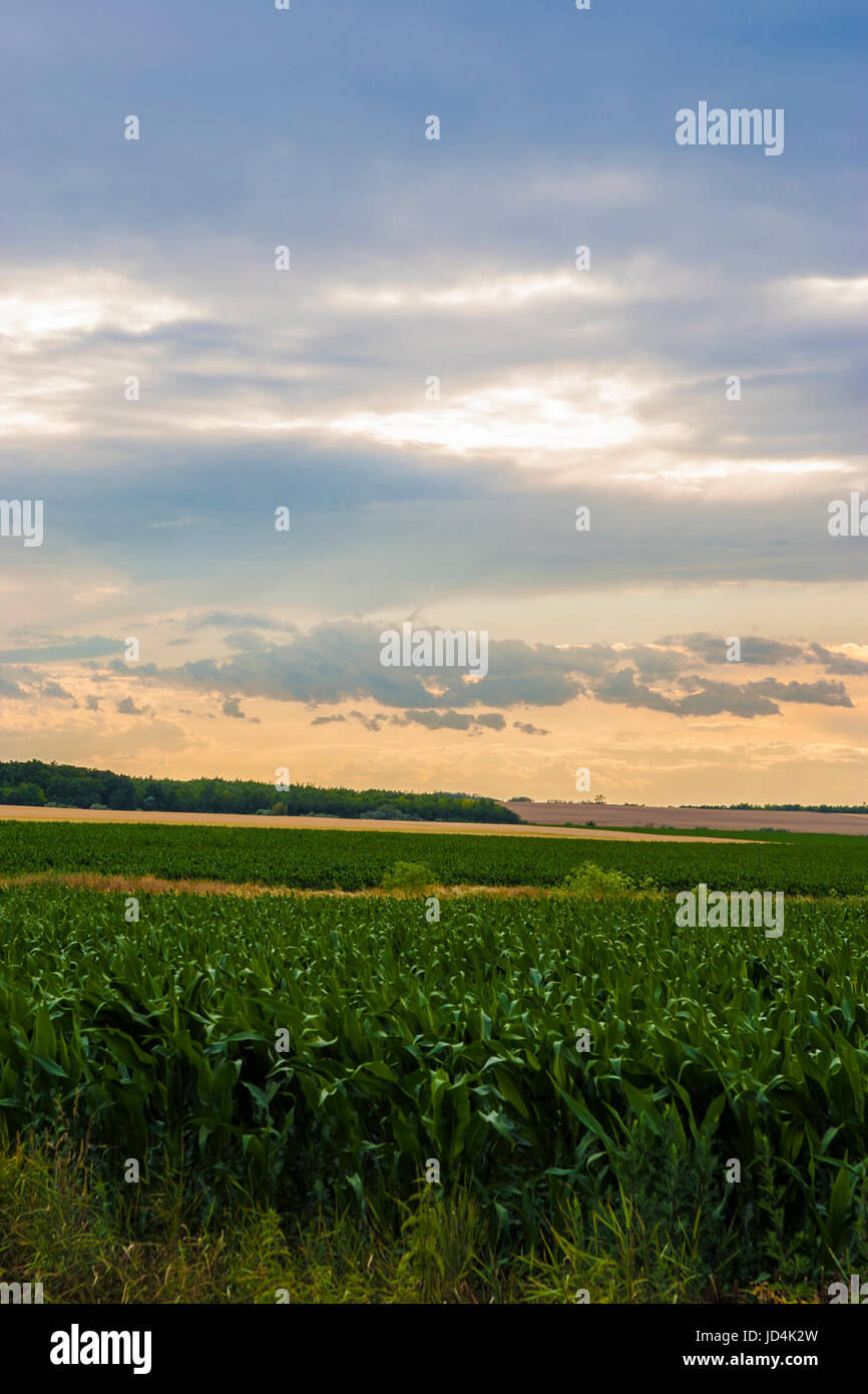 Corn field in sunset Stock Photo - Alamy