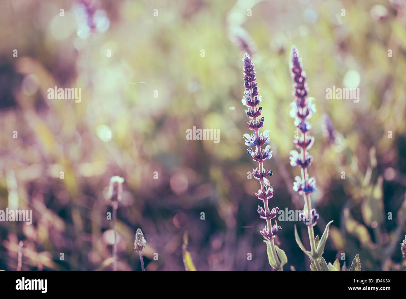 Creative artistic wildflower photo Stock Photo - Alamy
