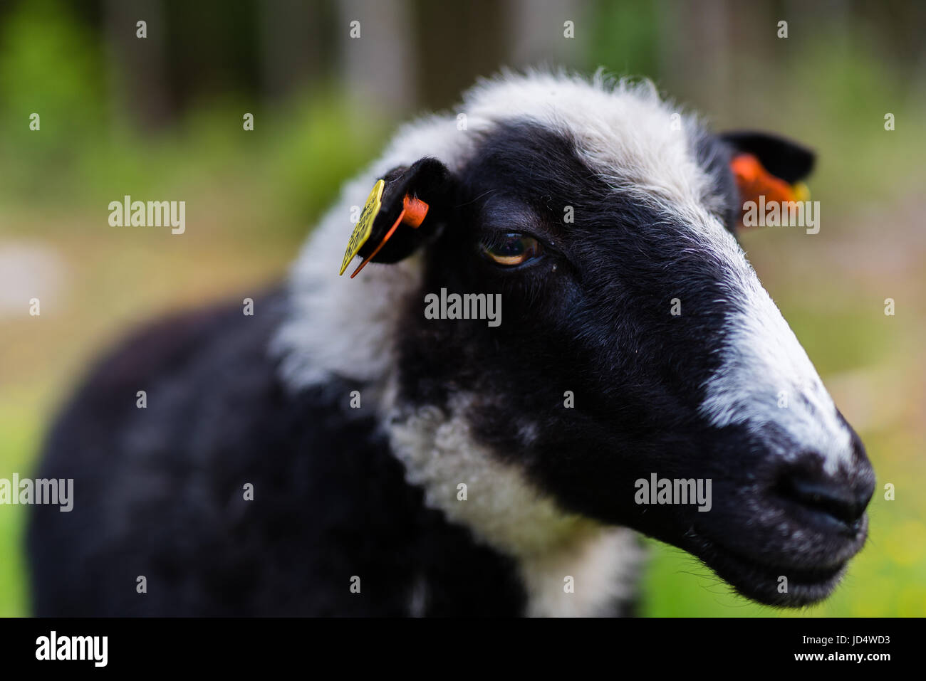 Cheep food hi-res stock photography and images - Alamy