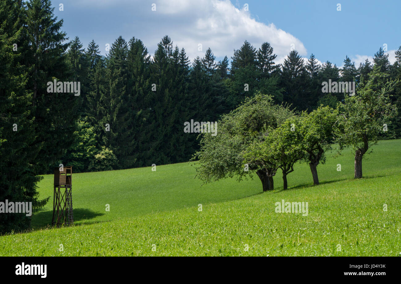 Apple trees and a hunter's lookout Stock Photo - Alamy