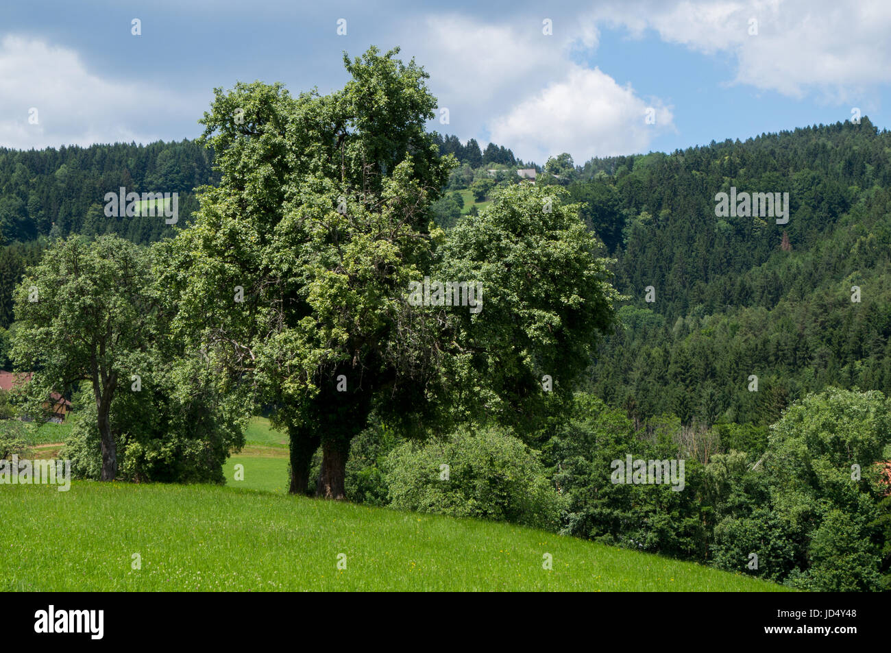 Old apple tree in hi-res stock photography and images - Alamy