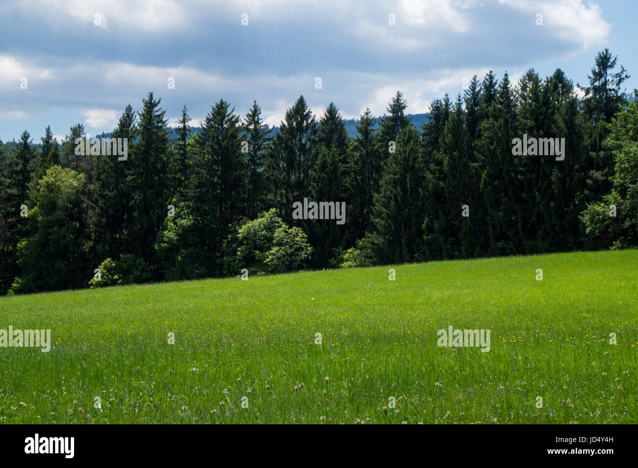 Edge of a meadow hi-res stock photography and images - Alamy
