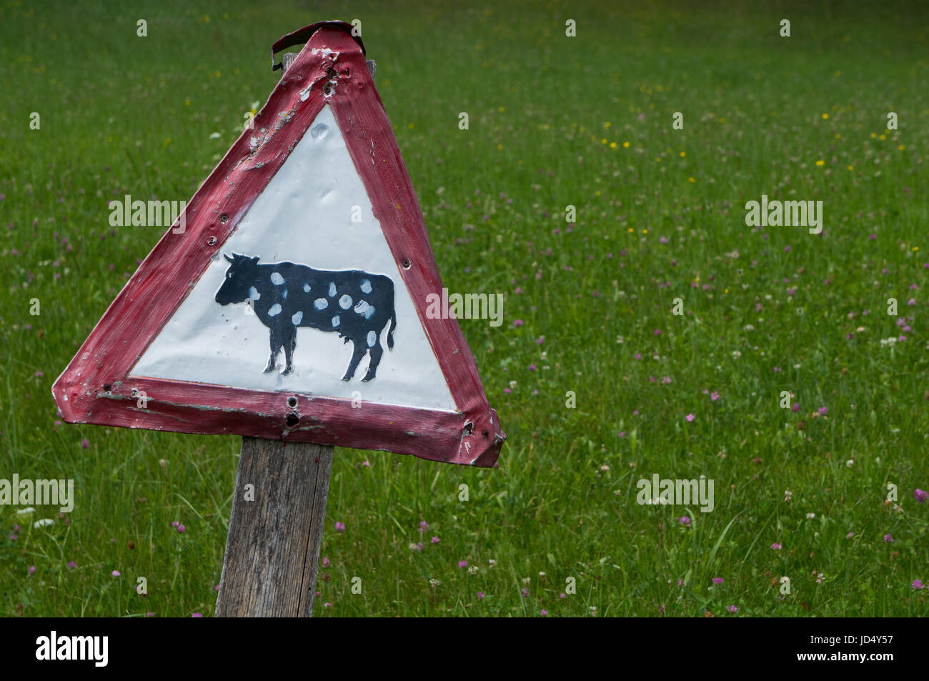 Mind the cows traffic sign Stock Photo - Alamy