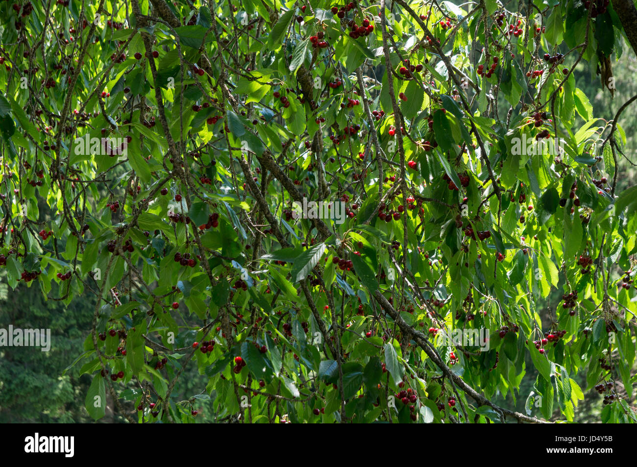 Cherry tree full of fruits Stock Photo - Alamy