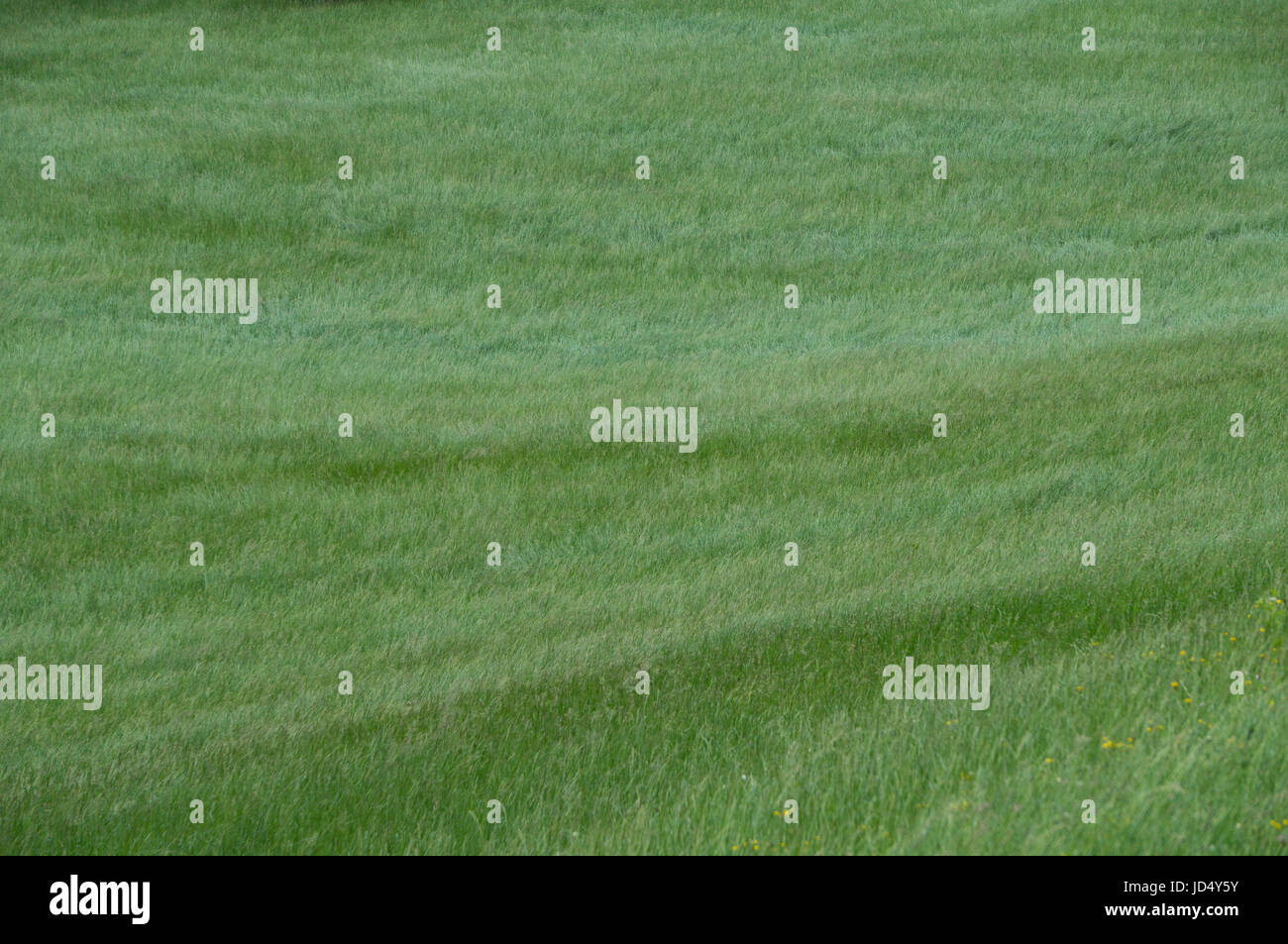 Windswept grass hi-res stock photography and images - Alamy