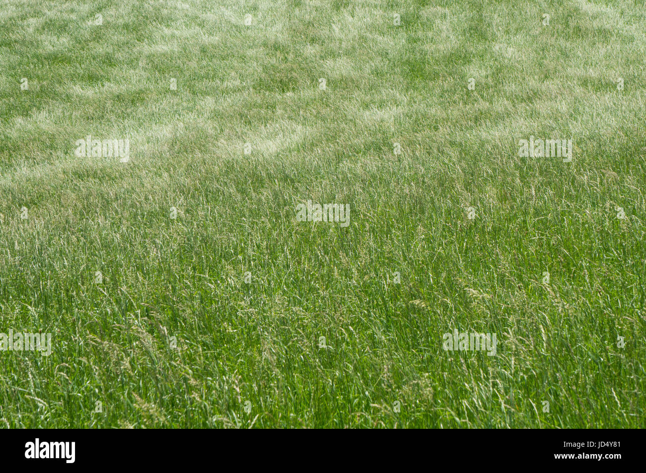 Windswept grass on a hill Stock Photo - Alamy