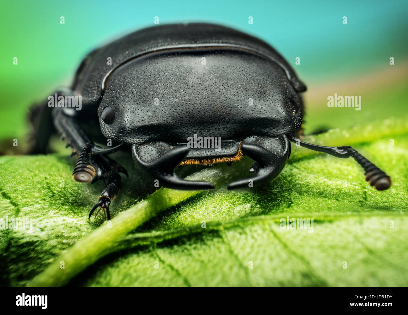 Small stag beetle hi-res stock photography and images - Alamy