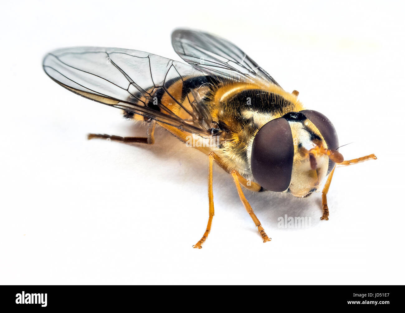 Plants and insects Cut Out Stock Images & Pictures - Alamy