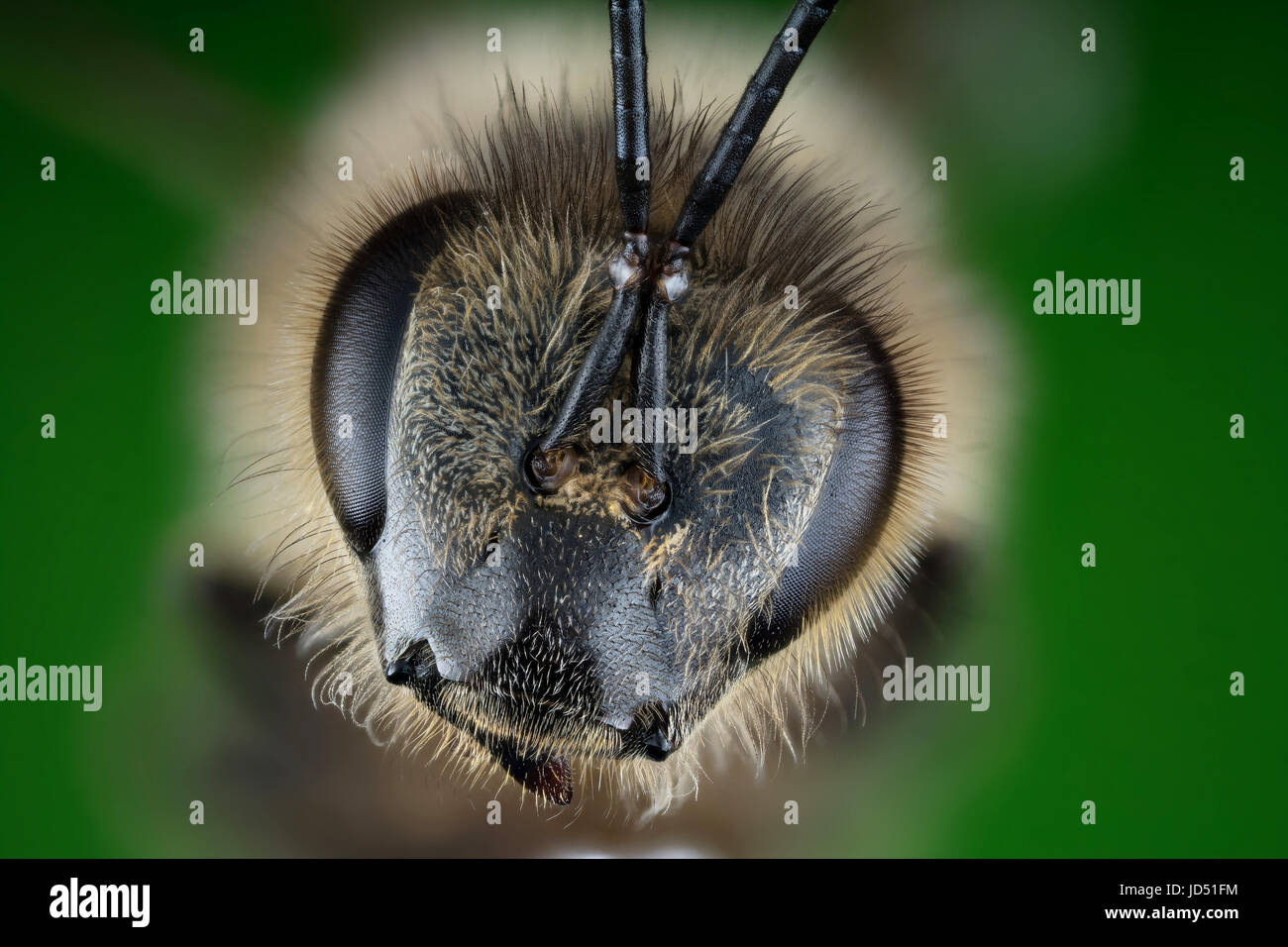 Bumble bee cutout hi-res stock photography and images - Alamy