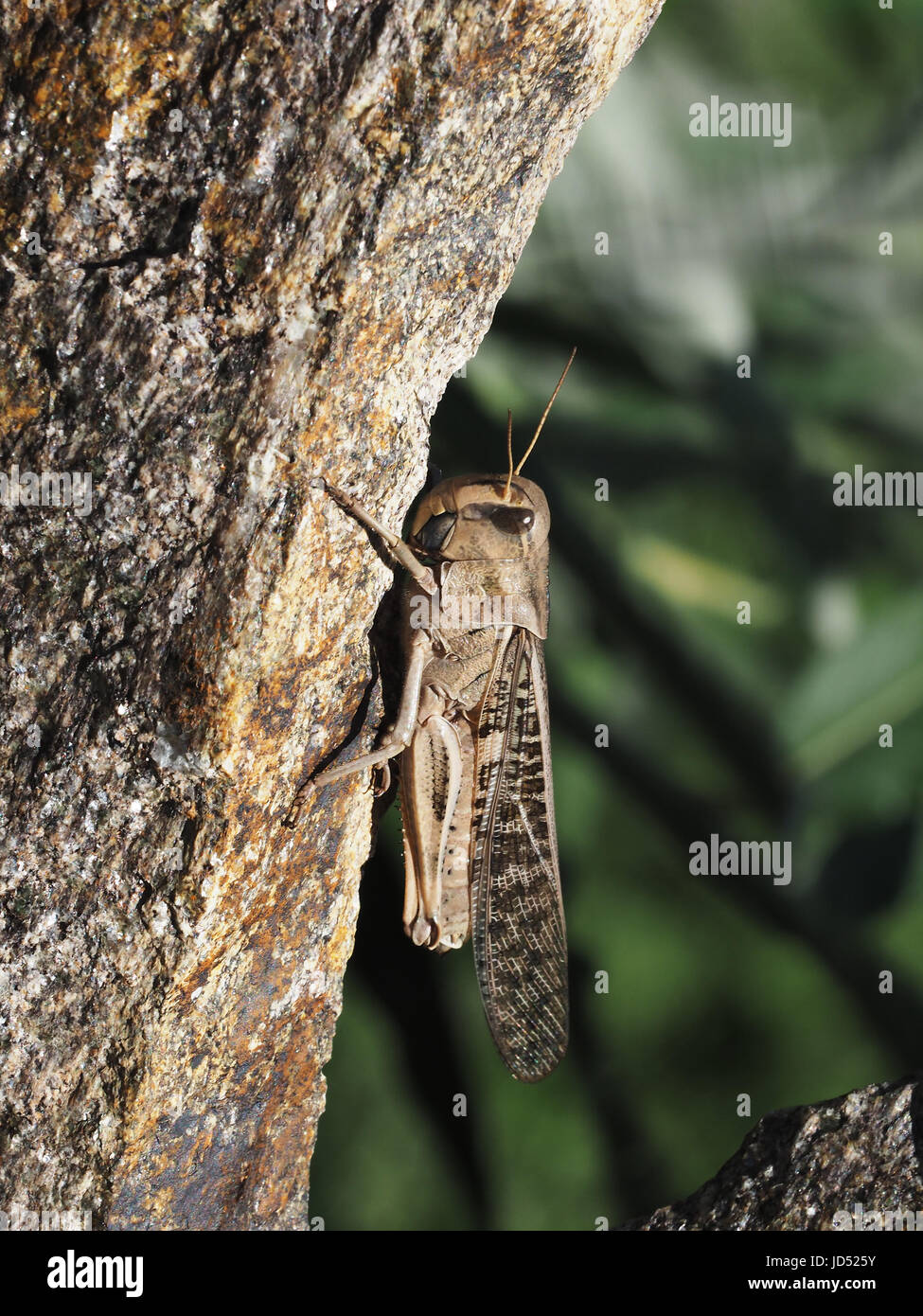Huge grasshopper, a locust brown with dark patterns on its wings, sits ...