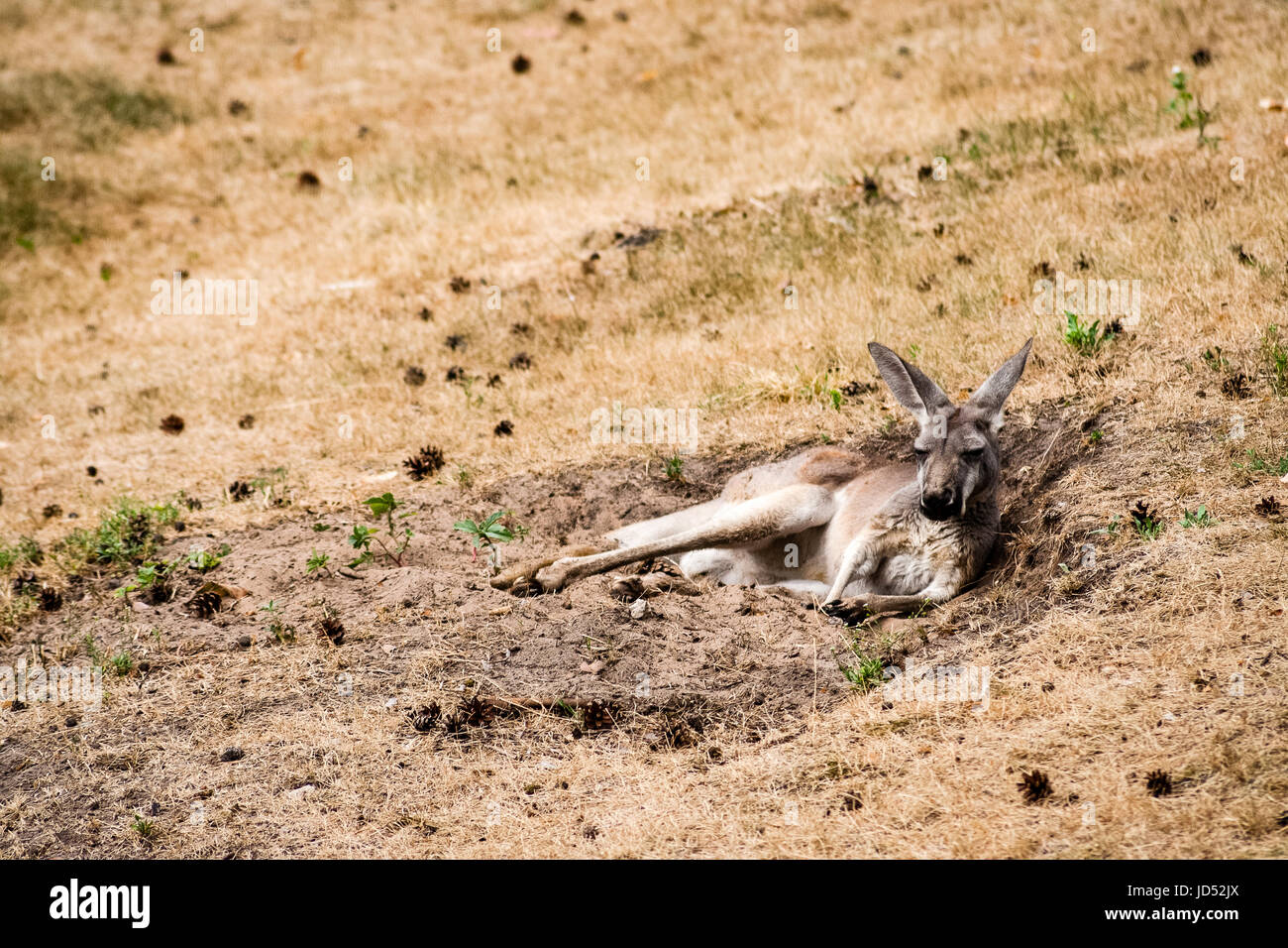 Red Kangaroo resting in sand in summer Stock Photo - Alamy