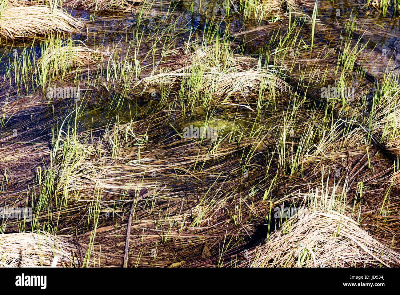 art grunge vintage texture background in nature Stock Photo - Alamy