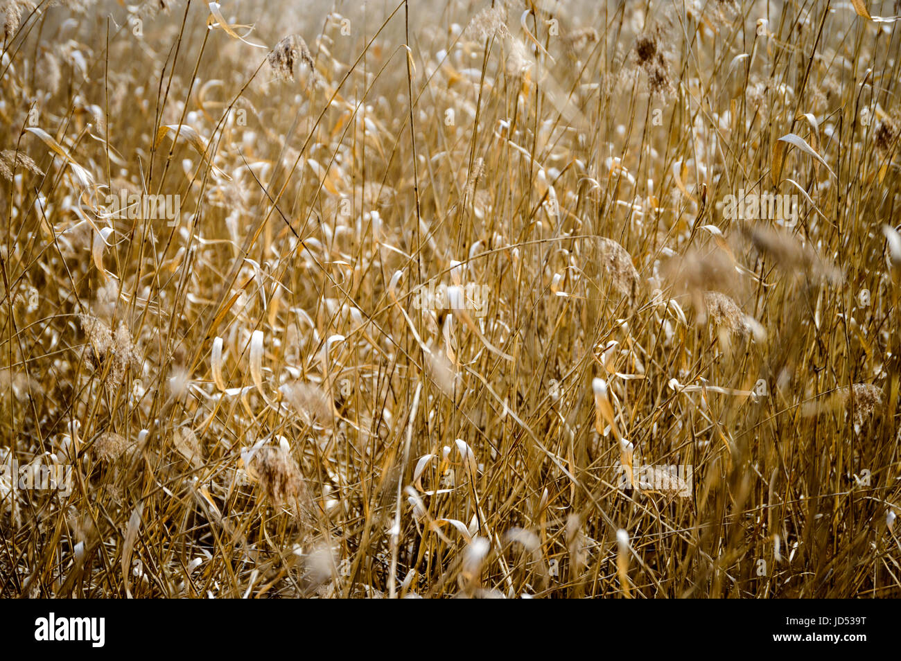 art grunge vintage texture background in nature Stock Photo - Alamy
