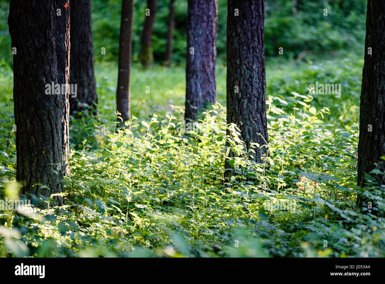 green forest with tree trunks and light rays, shadows in summer Stock ...