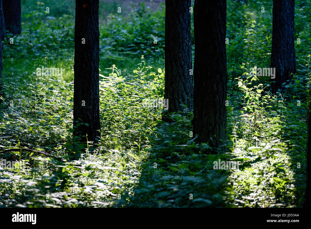 green forest with tree trunks and light rays, shadows in summer Stock ...