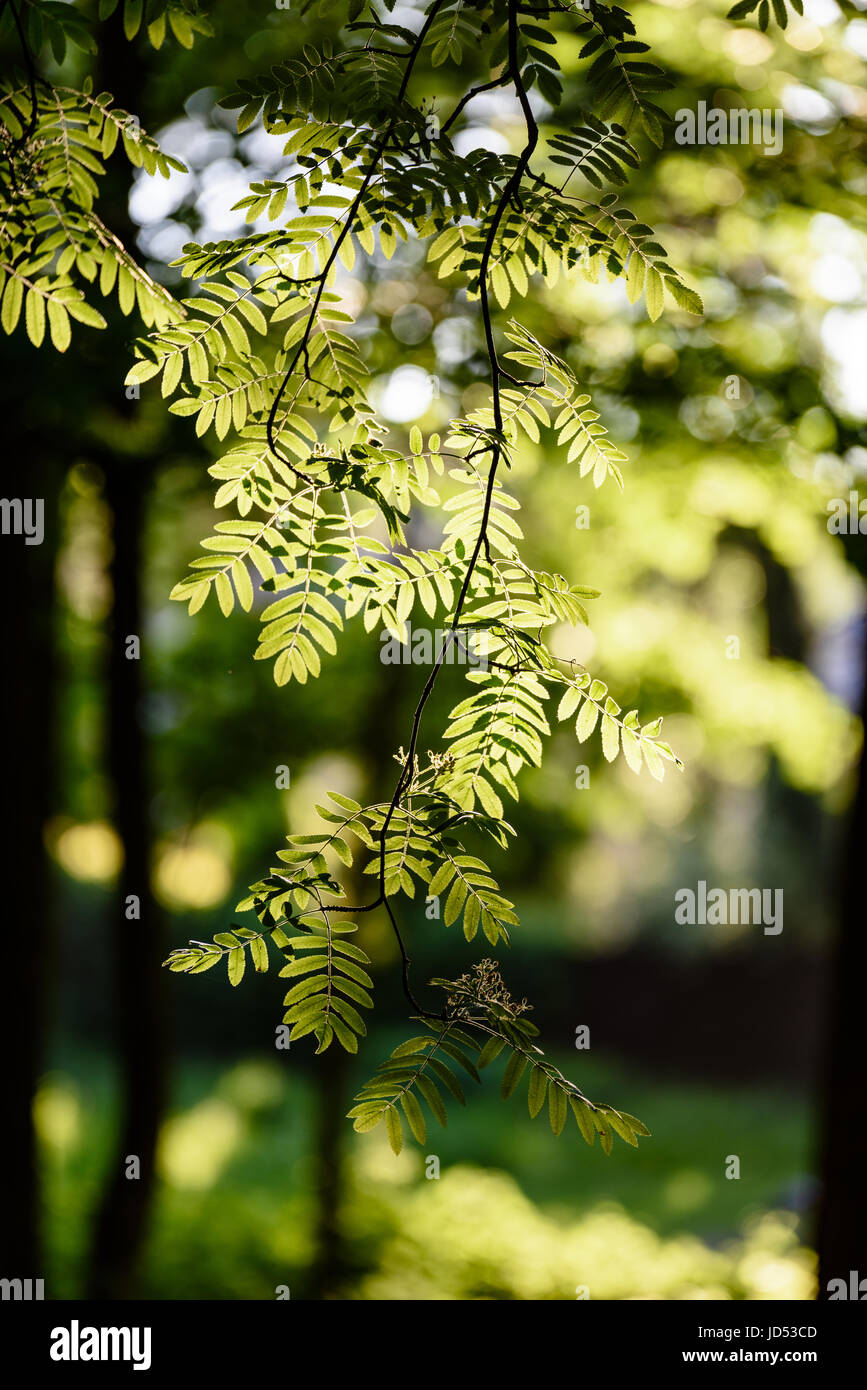 rowan tree leaves in harsh sunlight with tree trunks in background ...