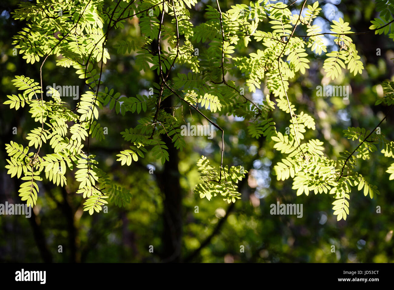 rowan tree leaves in harsh sunlight with tree trunks in background ...