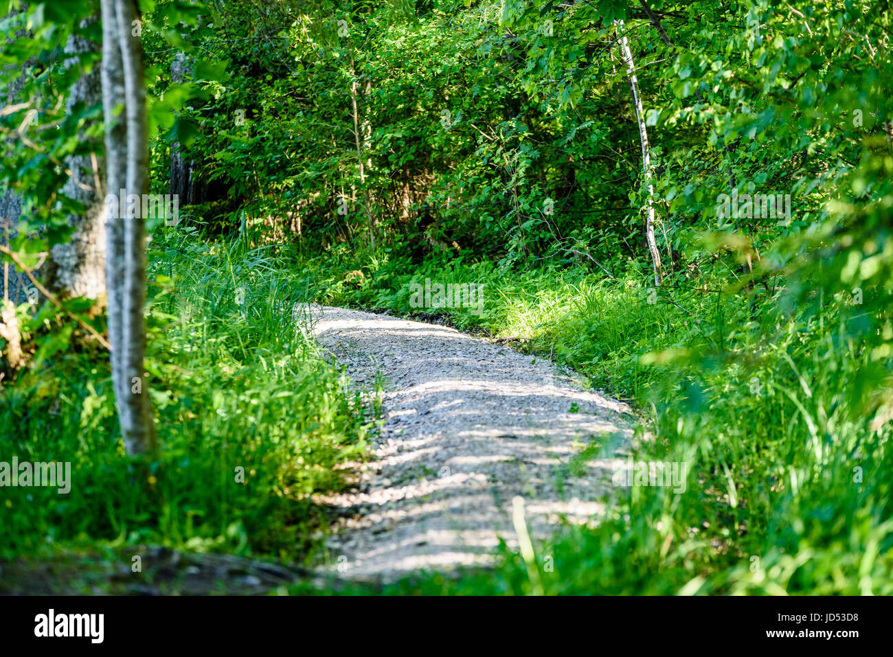 The Twigs Of Wild Plant Nettle Or Stinging Nettle Or Urtica Dioica In ...
