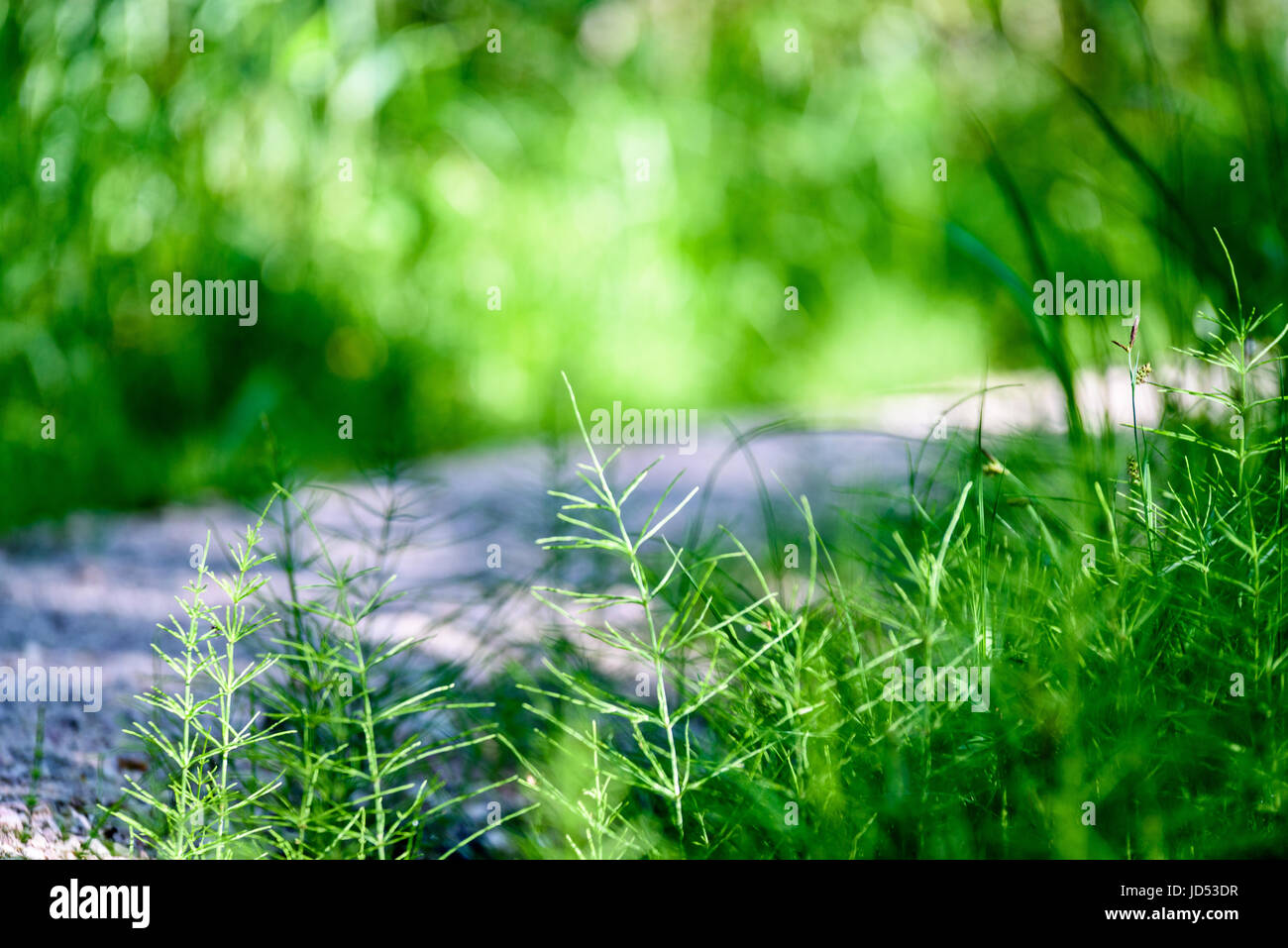 The Twigs Of Wild Plant Nettle Or Stinging Nettle Or Urtica Dioica In ...