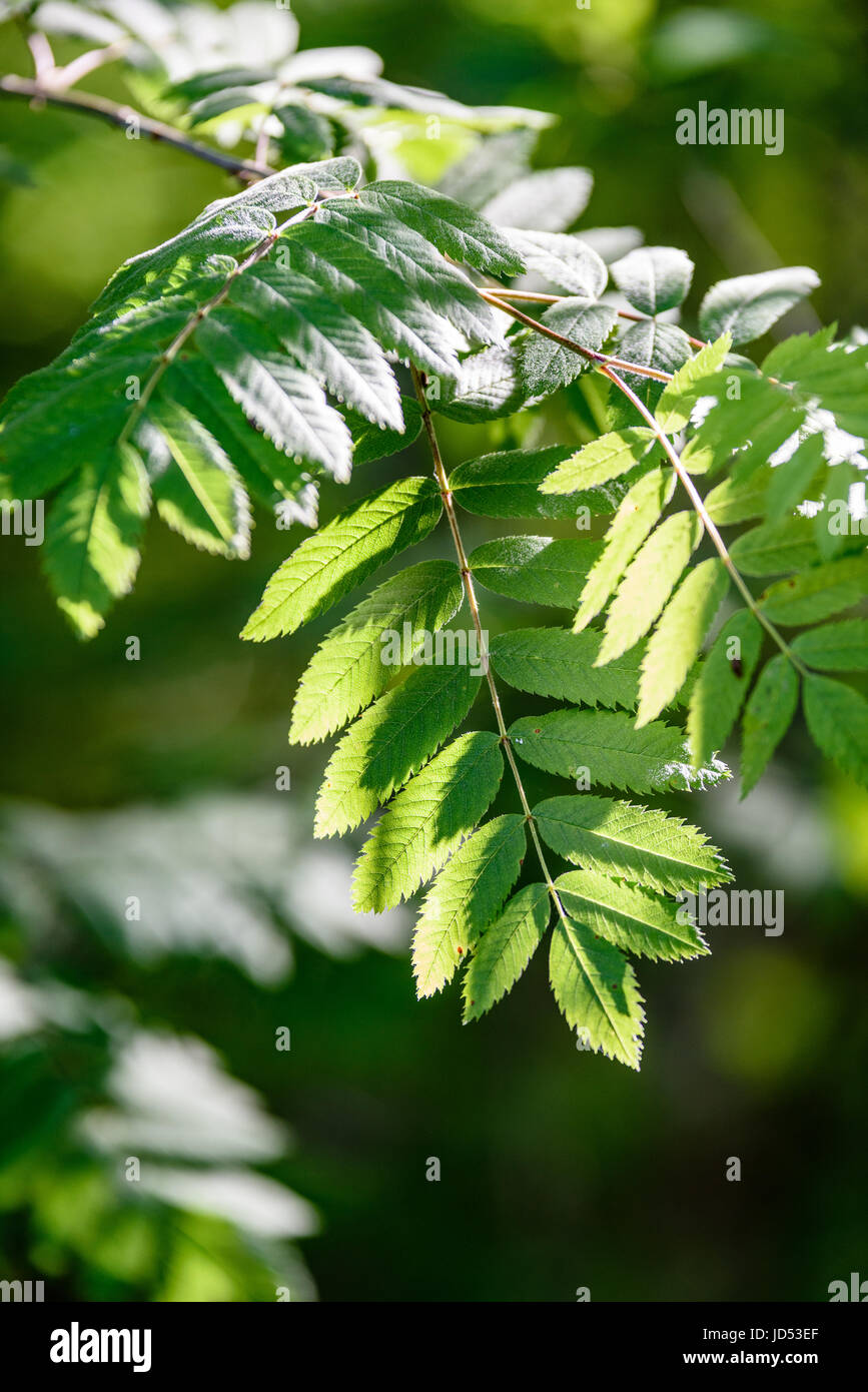 rowan tree leaves in harsh sunlight with tree trunks in background ...