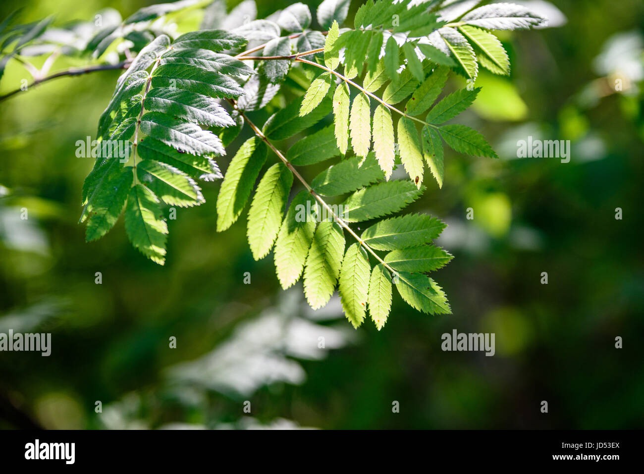 rowan tree leaves in harsh sunlight with tree trunks in background ...