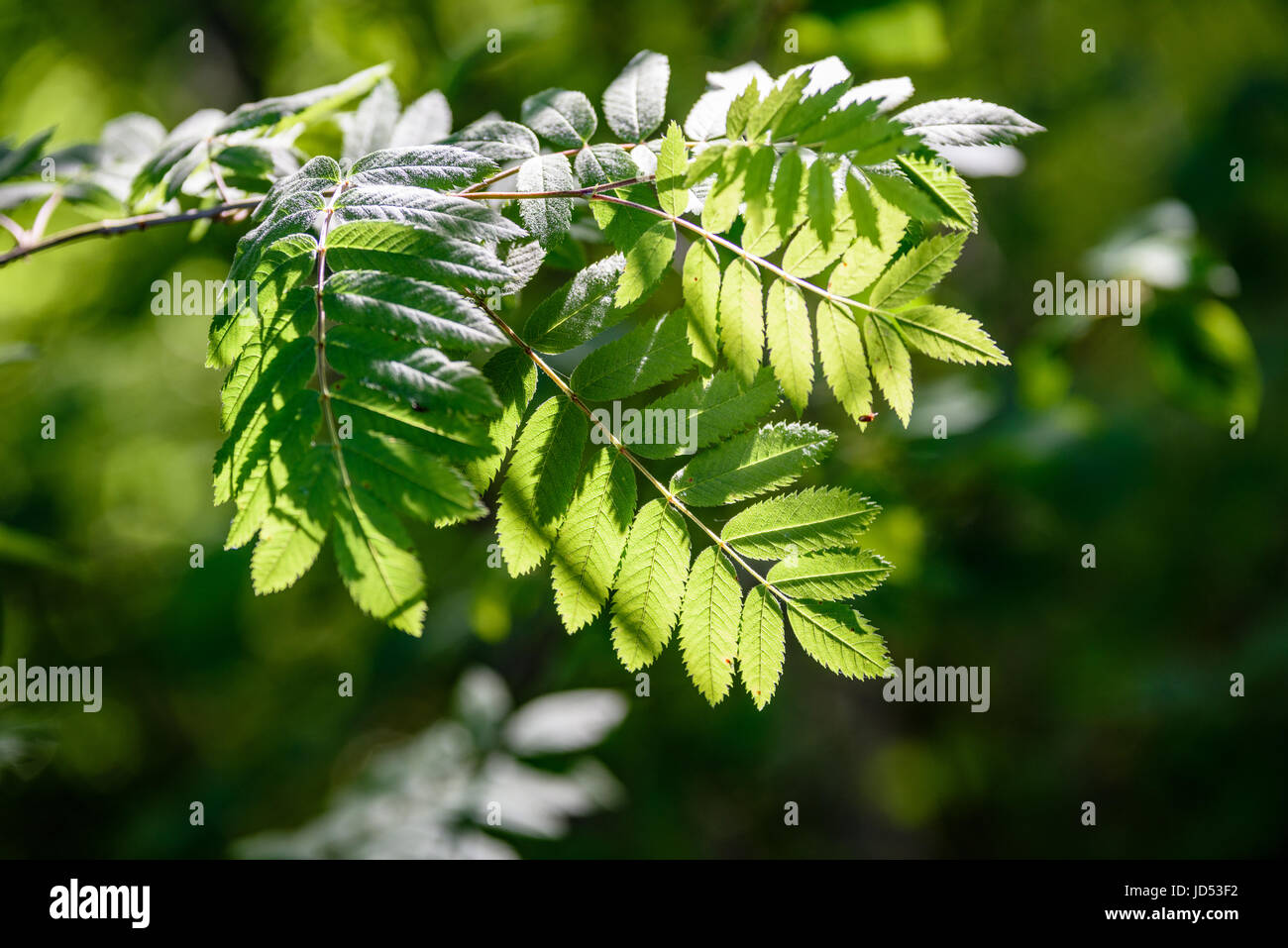 rowan tree leaves in harsh sunlight with tree trunks in background ...