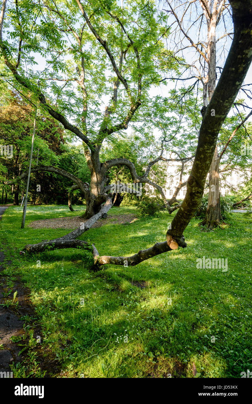 green forest with tree trunks and light rays, shadows in summer Stock ...