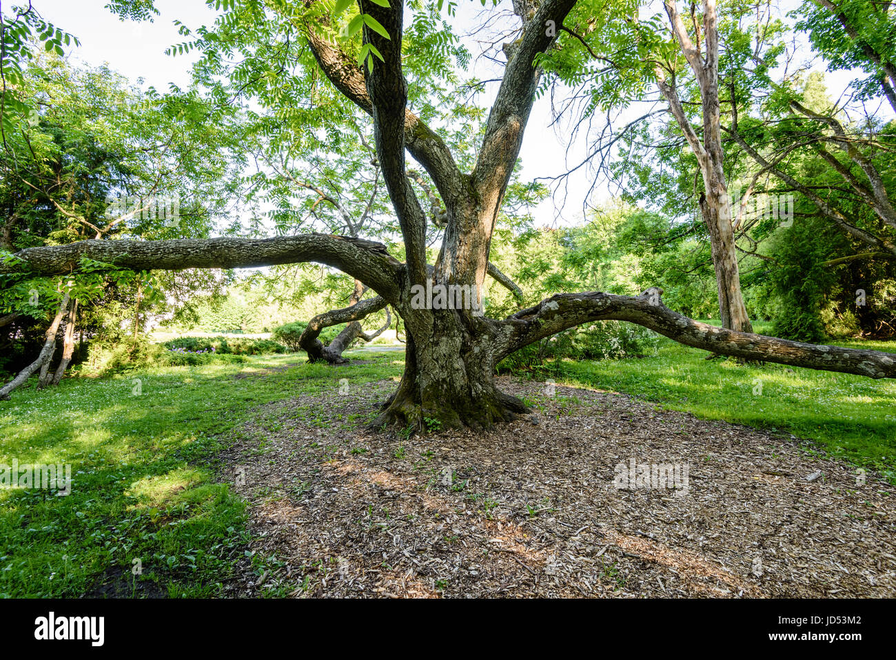 green forest with tree trunks and light rays, shadows in summer Stock ...