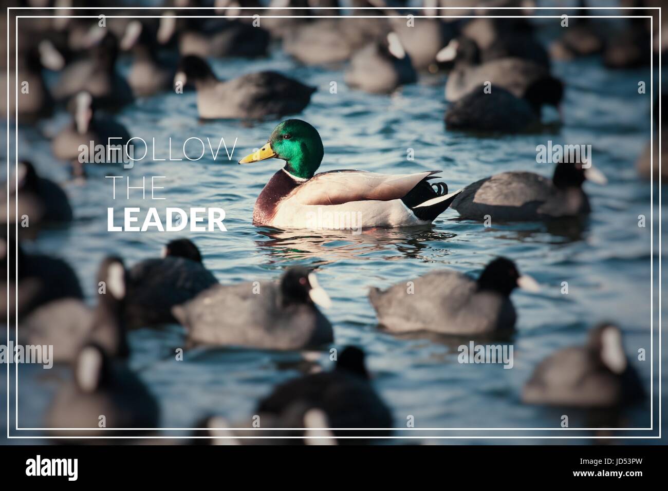 Ducks following man hi-res stock photography and images - Alamy