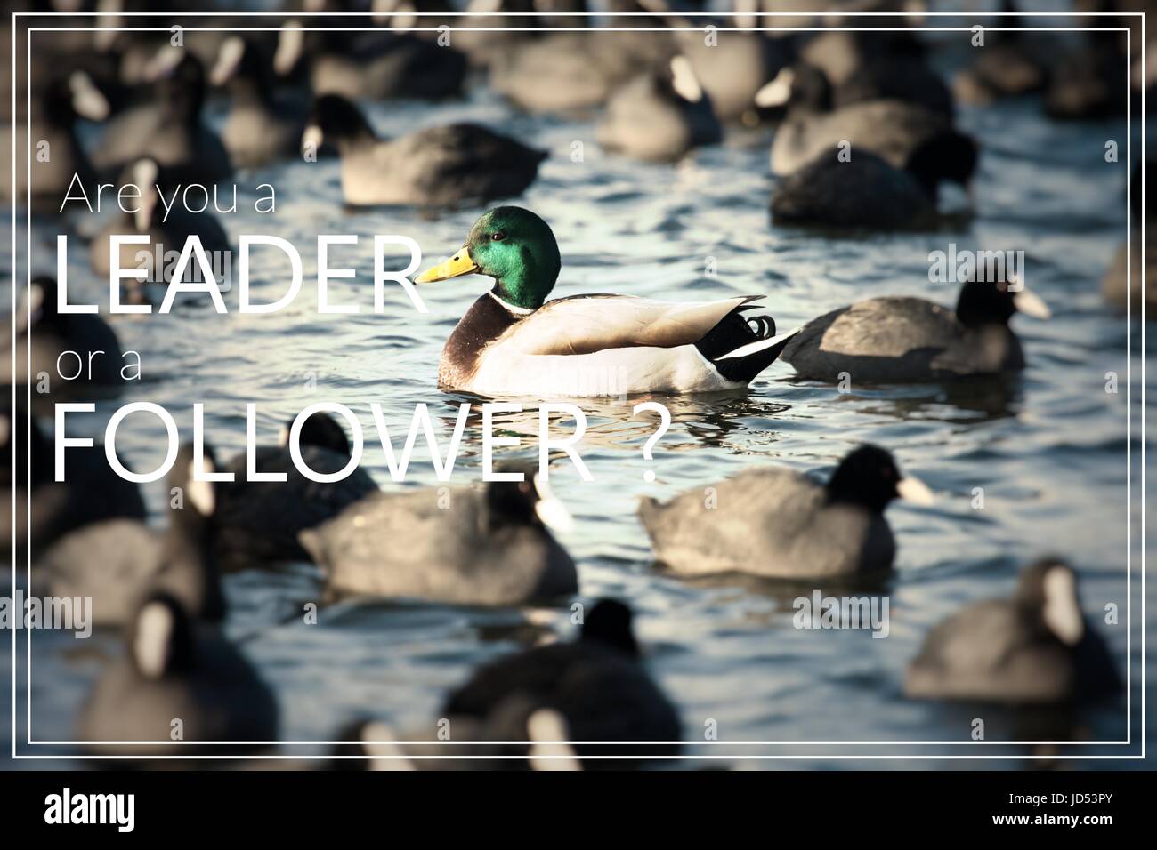 Child following ducks High Resolution Stock Photography and Images - Alamy