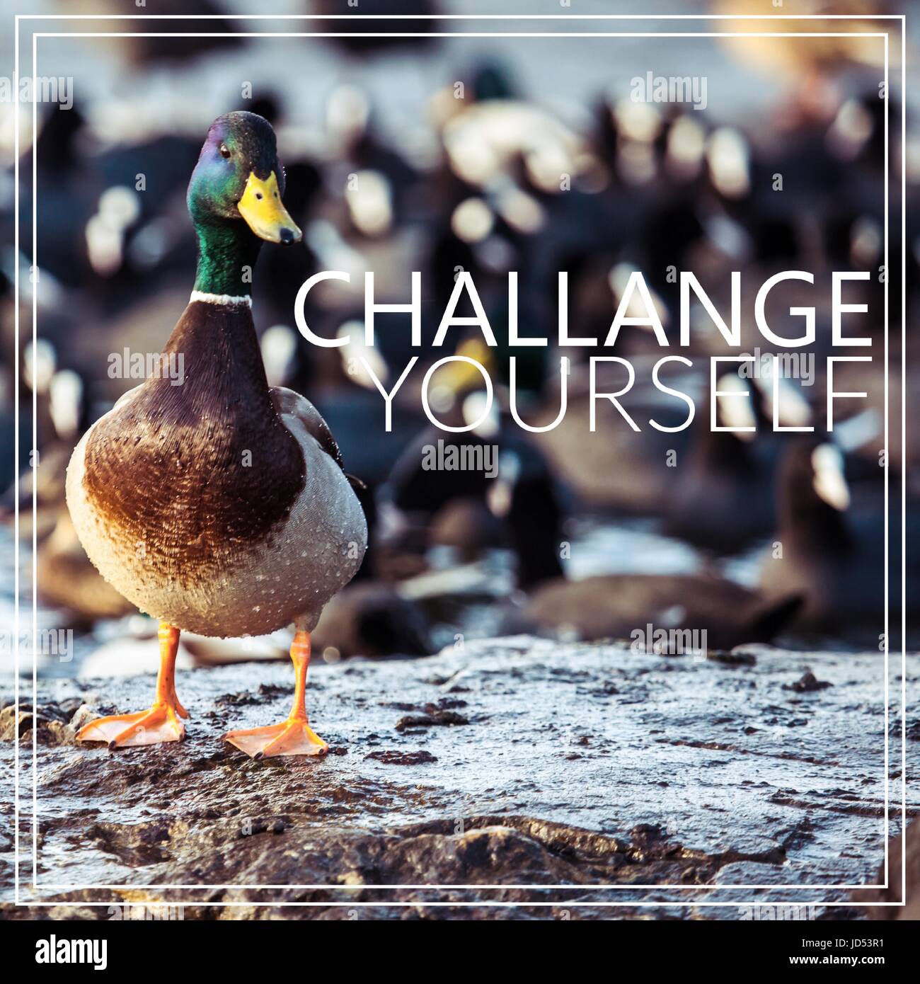 Challange Yourself. Wild male Mallard duck Stock Photo - Alamy