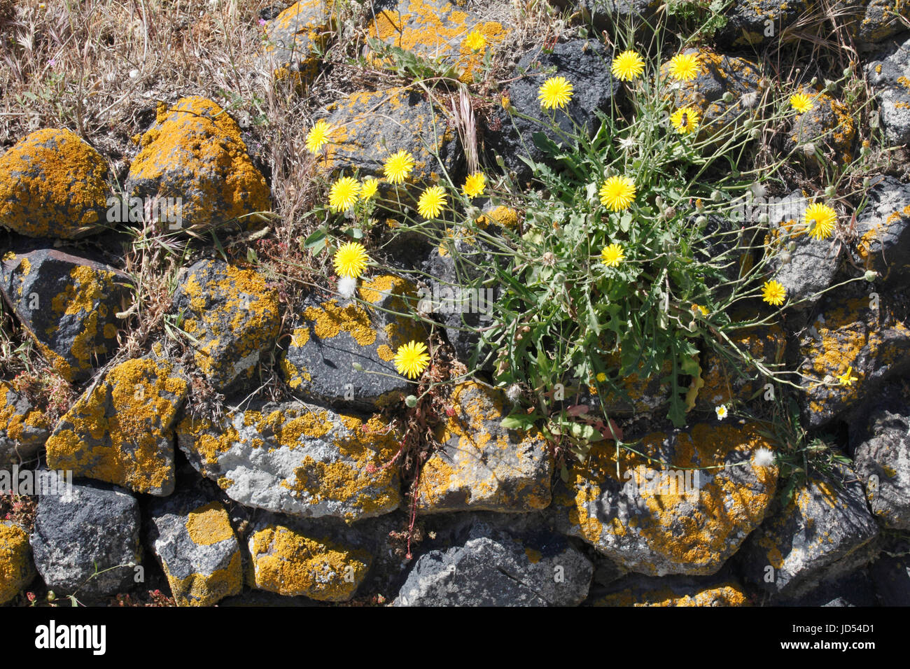 Greece, Cyclades, Santorini, wildflowers, moss Stock Photo - Alamy