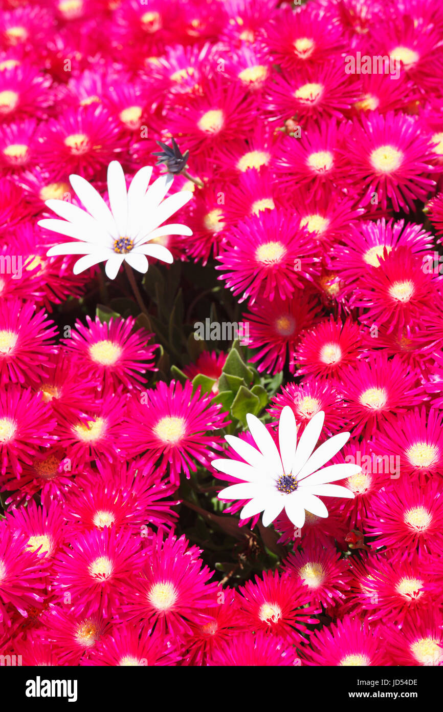 Greece, Cyclades, Santorini, wildflowers Stock Photo - Alamy