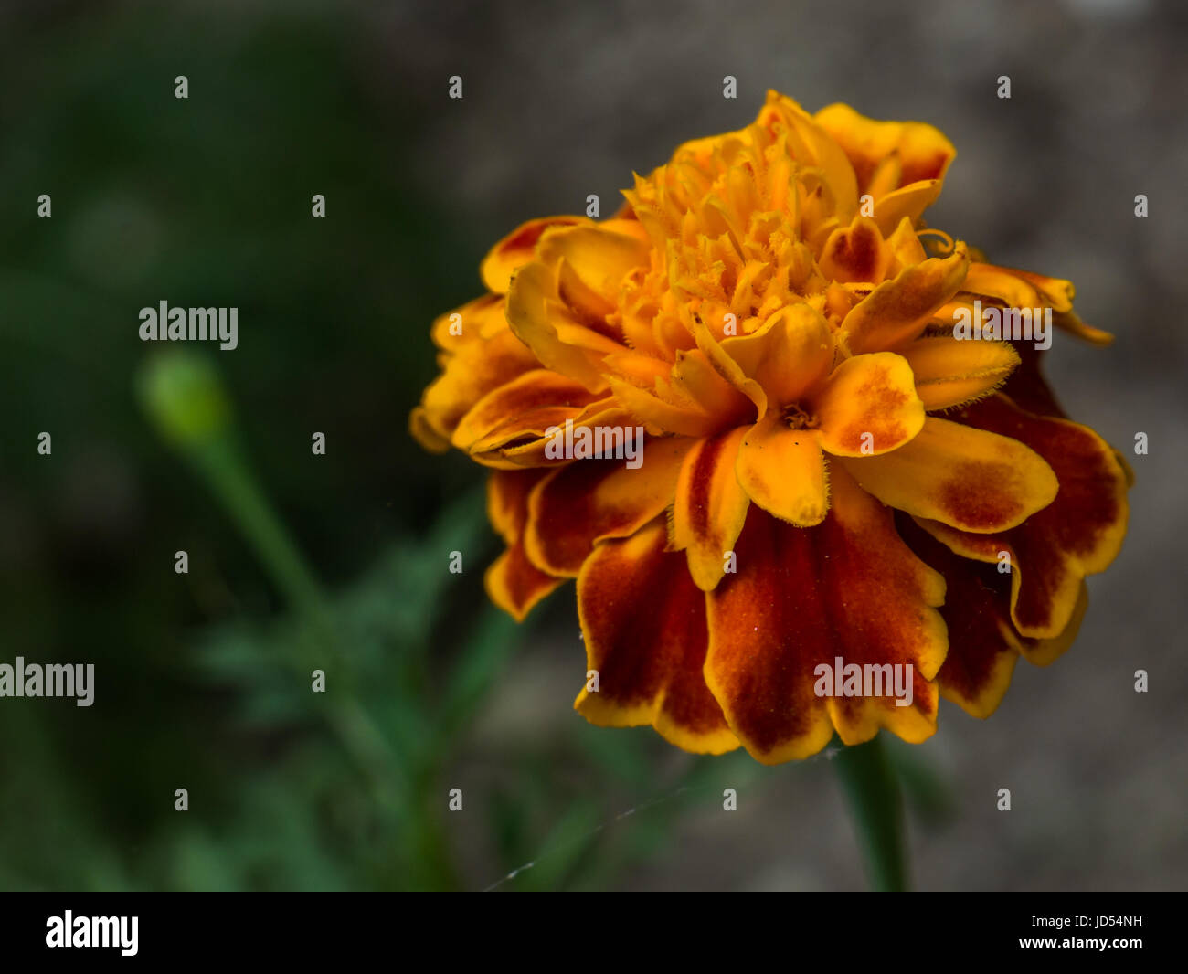 Orange and brown flower bloom Stock Photo - Alamy