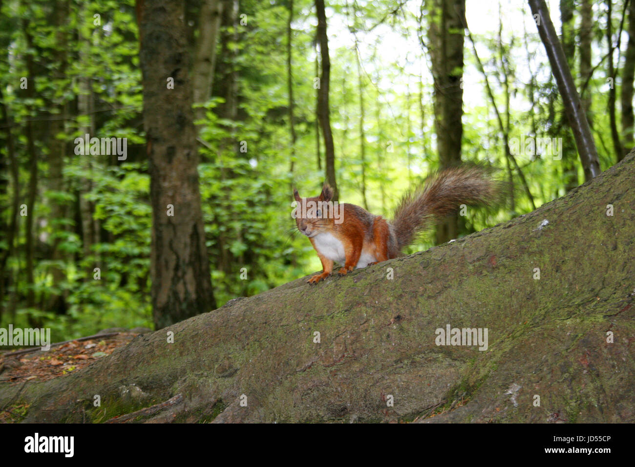 Russian squirrel hi-res stock photography and images - Alamy
