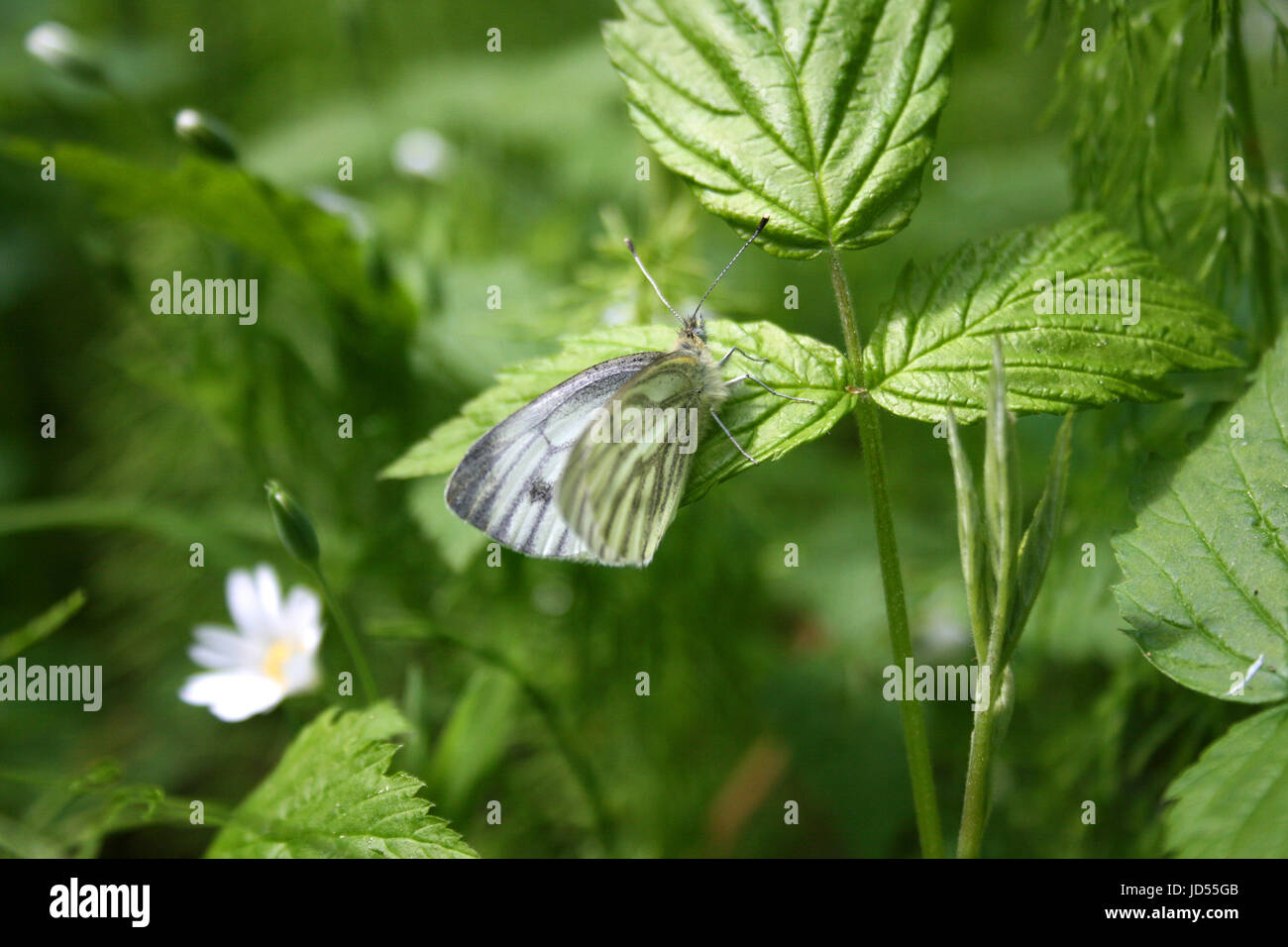 Butterfly in detail hi-res stock photography and images - Alamy