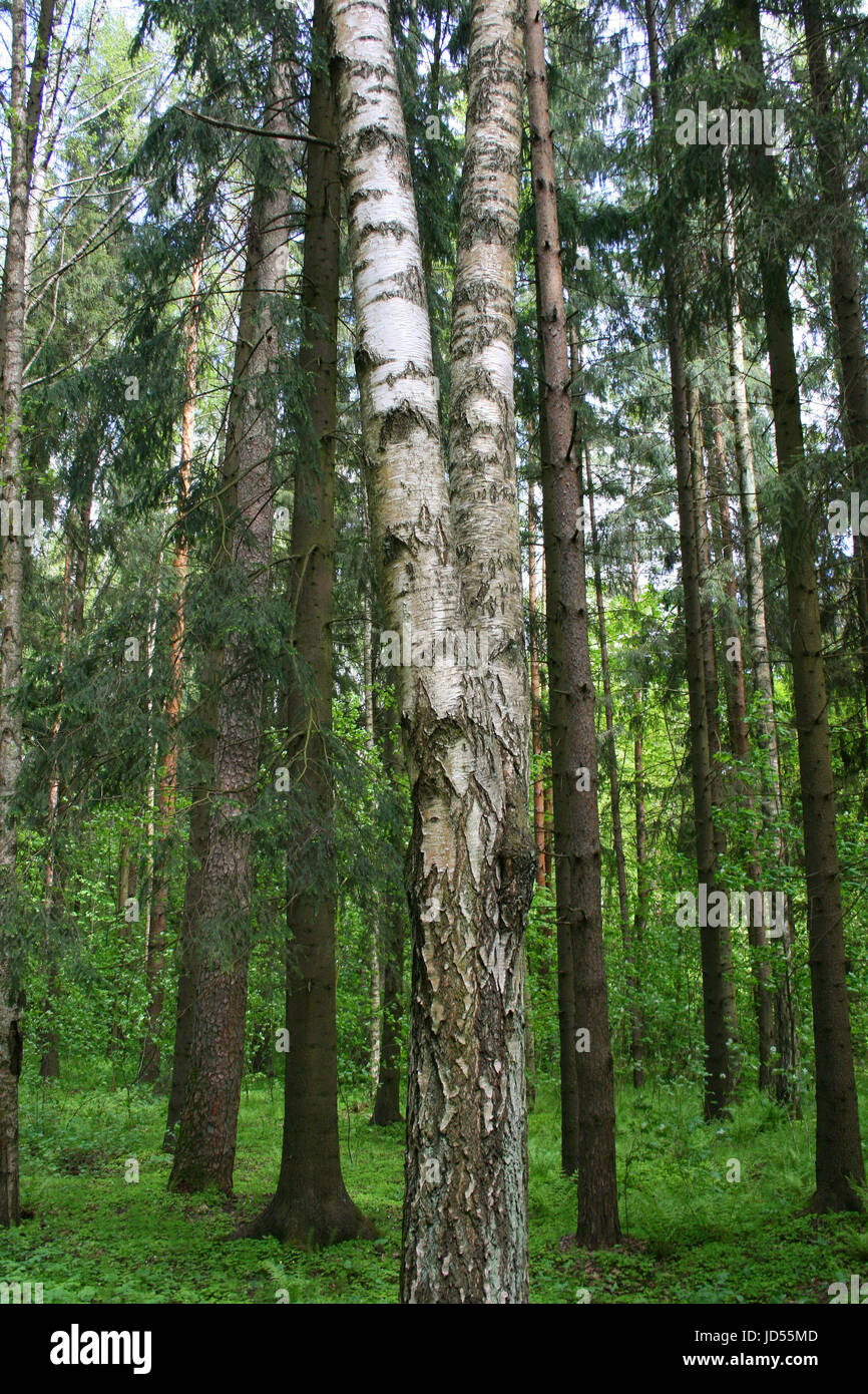 Birch forest in russia hi-res stock photography and images - Alamy