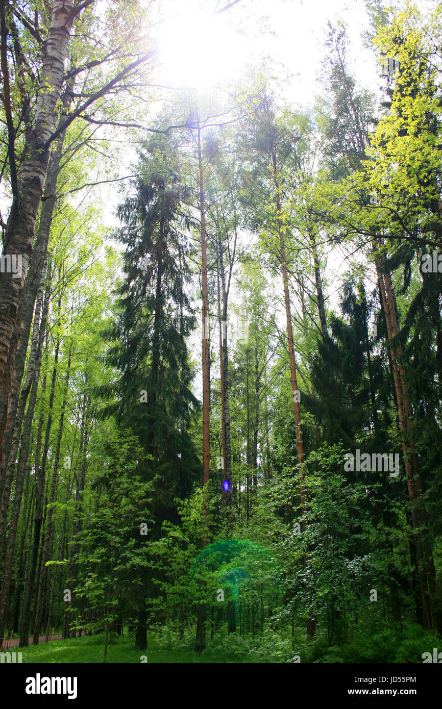 Pawlow Parque in Russia Stock Photo - Alamy